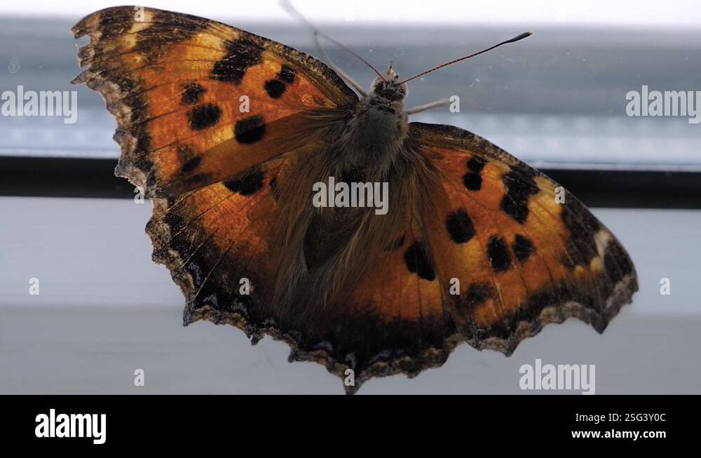 Close up: small tortoiseshell butterfly moving wings on windows sill ...