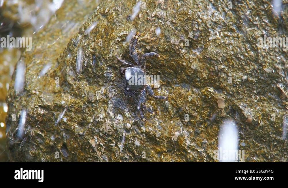 One crab crawl on stones in the sea. Biology lesson educational ...