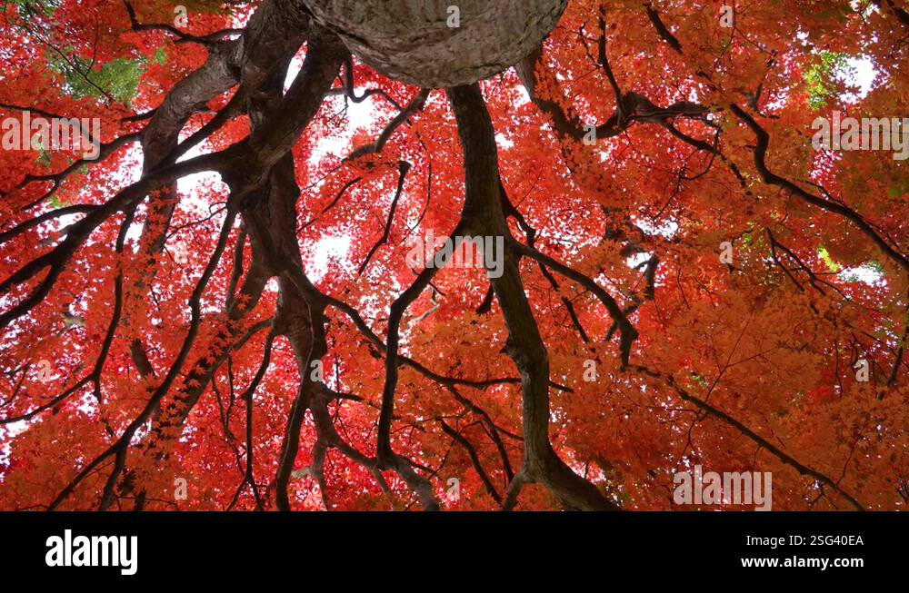Big tree with red leaves. Japanese maple Stock Video Footage - Alamy