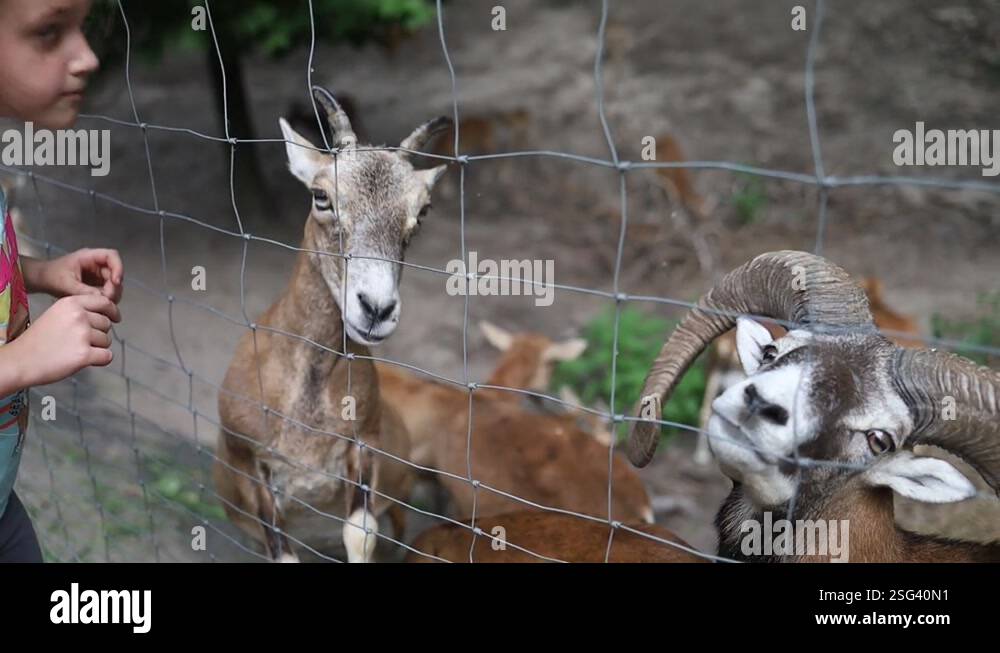 Close up of a goat in the zoo or in a farmyard. countryside or village ...