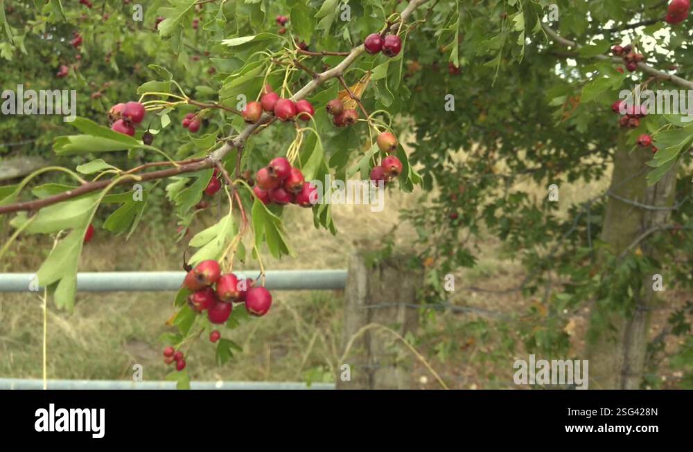Haws, red fruit of the hawthorn tree swaying in the wind in an English ...