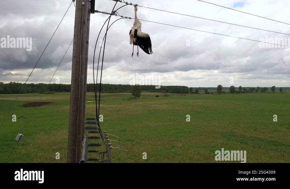 Dead stork hanging on high voltage power lines in rural area, aerial ...