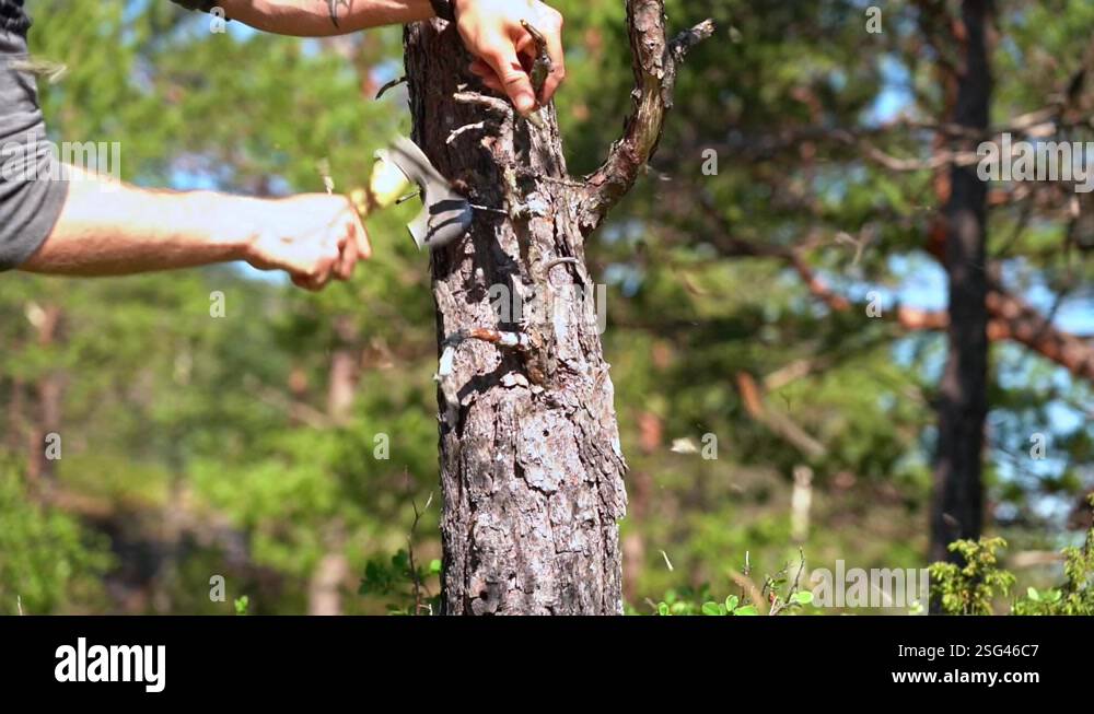 Man using a small hiking axe to chop dry branches from pine tree and ...