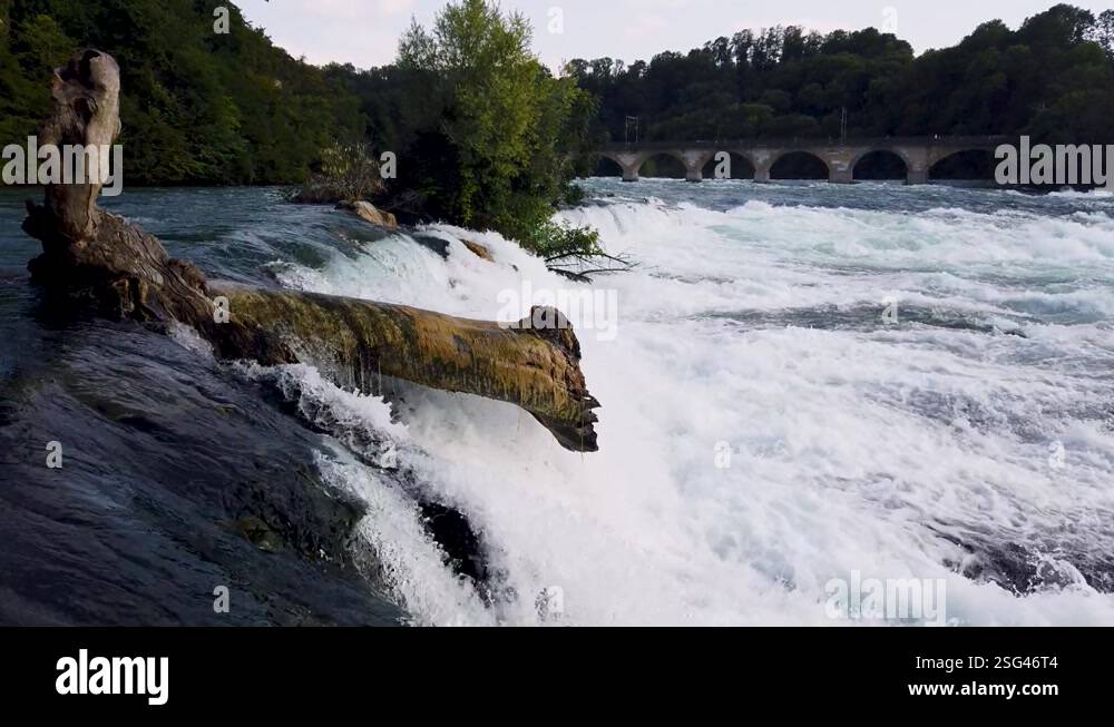 Fast flowing wide river, mini waterfall with log debris. Upstream of ...