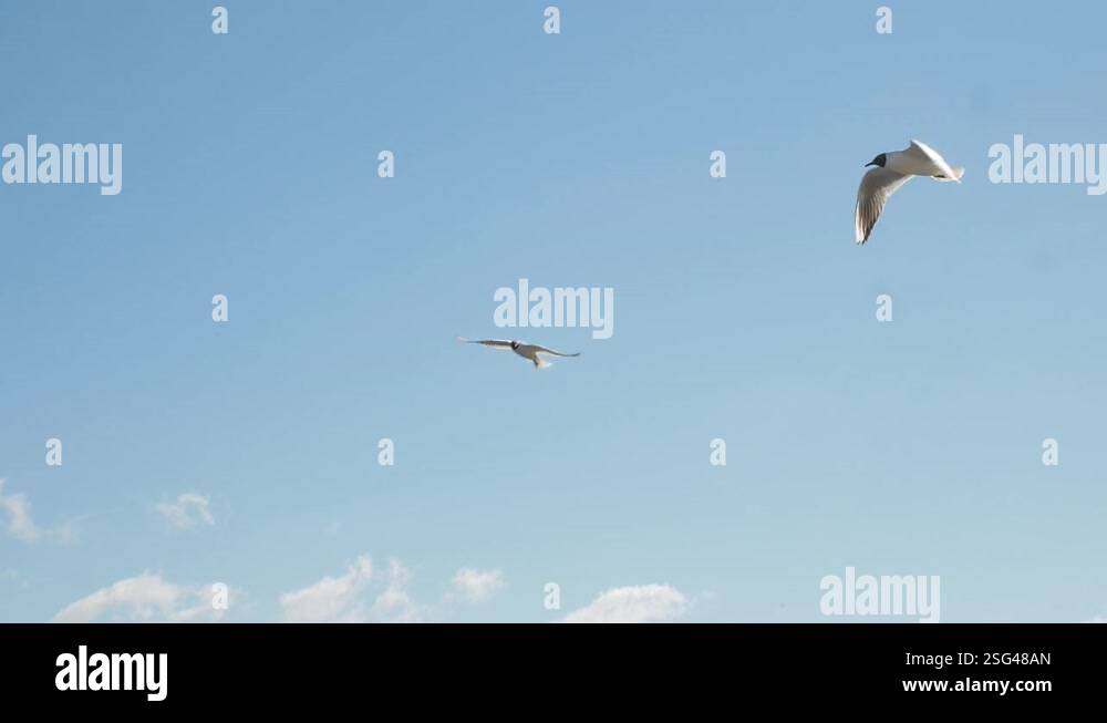 Updrafts and lift. Aerodynamic resistance. Creation of flying ...