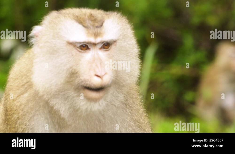 Monkey facial Stock Videos & Footage - HD and 4K Video Clips - Alamy