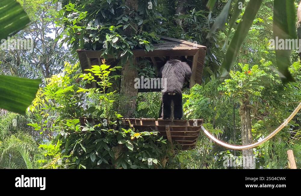 Primate house Stock Videos & Footage - HD and 4K Video Clips - Alamy