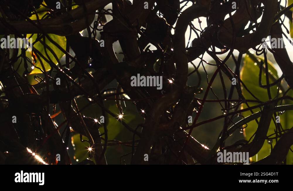 Water dripping off dense vines and plants in the Amazon rainforest ...