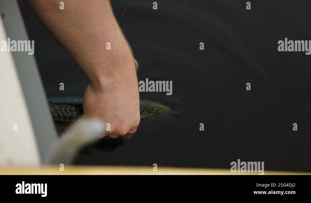 Throwing fish Stock Videos & Footage - HD and 4K Video Clips - Alamy