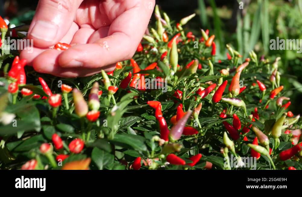 Hands cut of tiny red chili pepper fruits from bushy plant. CLOSE UP ...