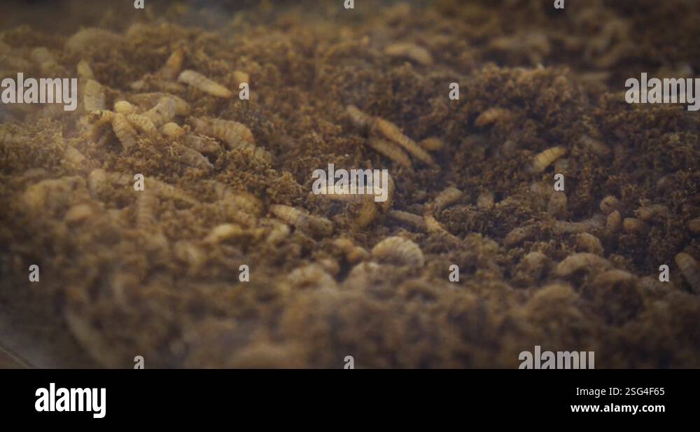 Hundreds of Black Soldier Fly BSF Larvae Worm Wiggle in Palm Oil Waste ...