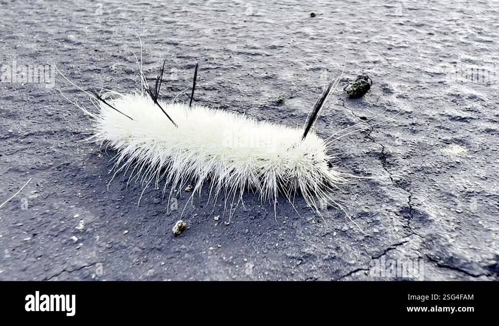 White fuzzy caterpillar Stock Videos & Footage - HD and 4K Video Clips ...