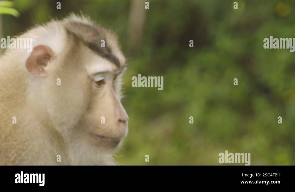 Monkey facial expression Stock Videos & Footage - HD and 4K Video Clips ...