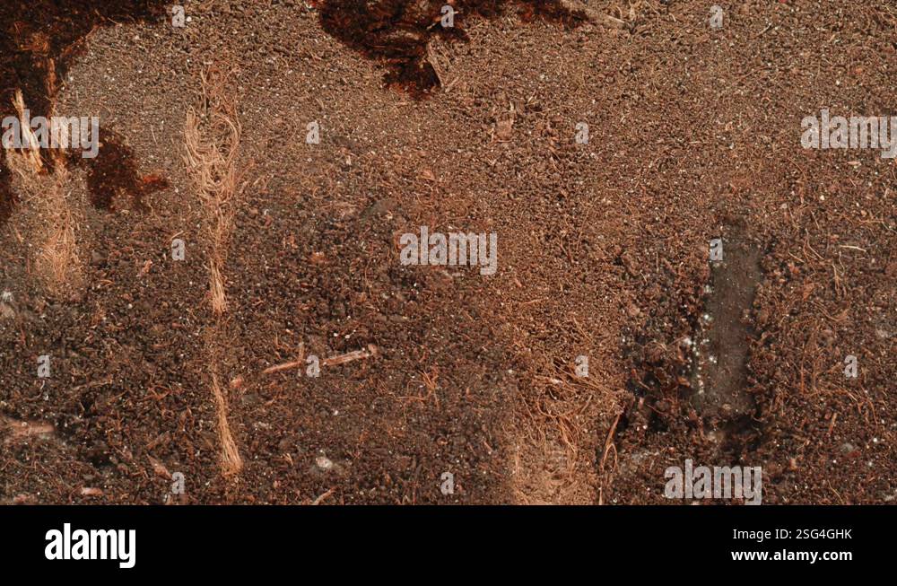 Wet earth texture Stock Videos & Footage - HD and 4K Video Clips - Alamy
