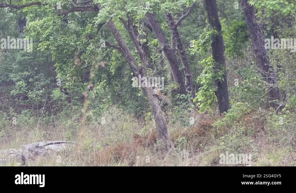 Tiger trying its best to climb the tree to catch the leopard Stock ...