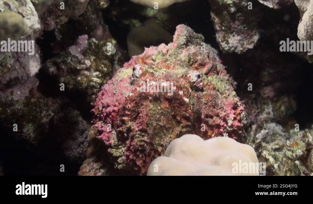 Stonefish sitting on coral reef in the Red Sea Stock Video Footage - Alamy