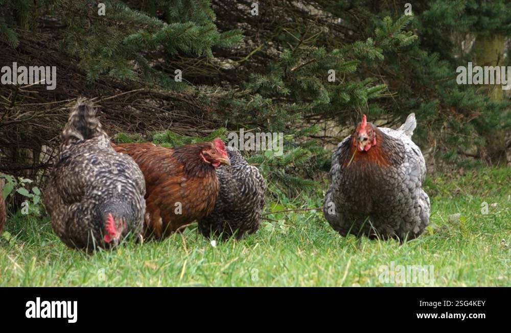Free hen (gallus gallus domesticus) including Plymouth Rock feeding ...