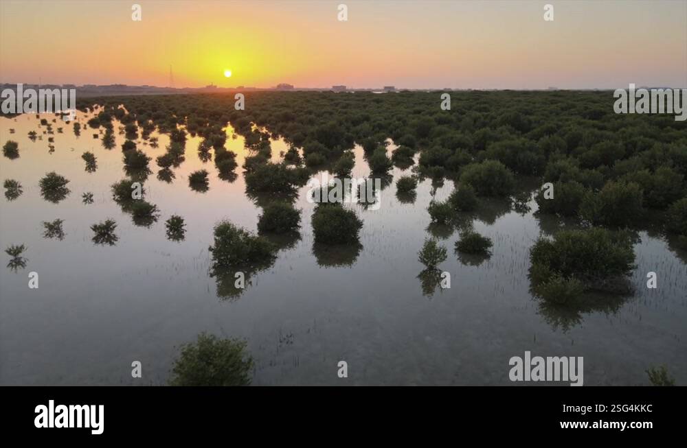 4K: Top view of UAE's Mangroves during sunset, located in Umm Al Quwain ...