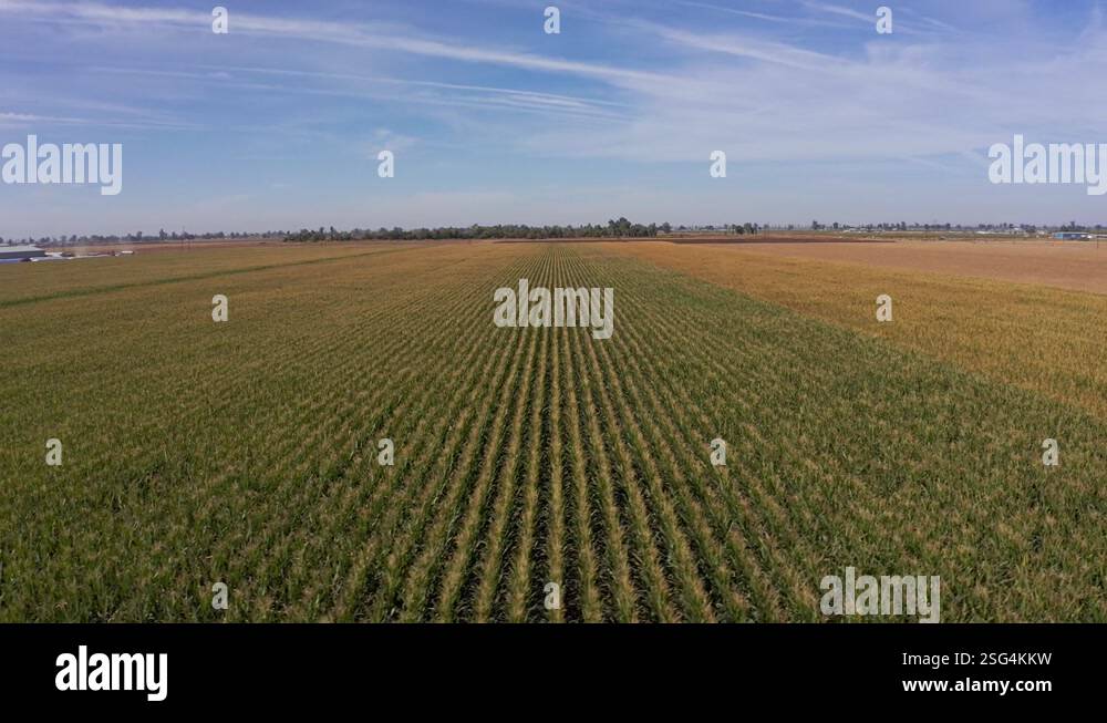 Low aerial dolly shot across rows of crops in a field in California's ...
