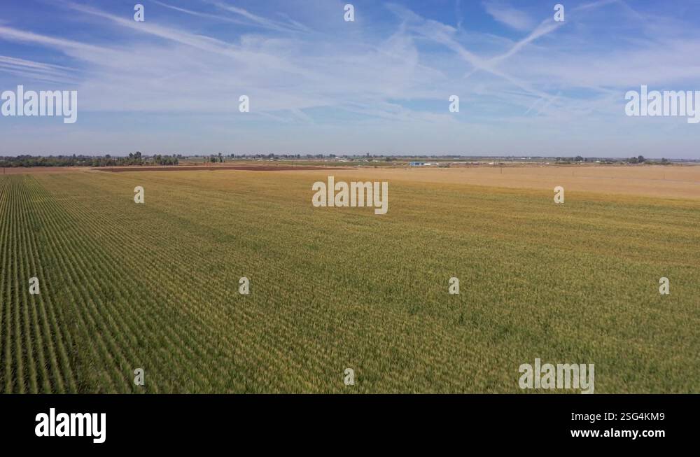 Low rising aerial shot flying over rows of crops in the farmland of the ...