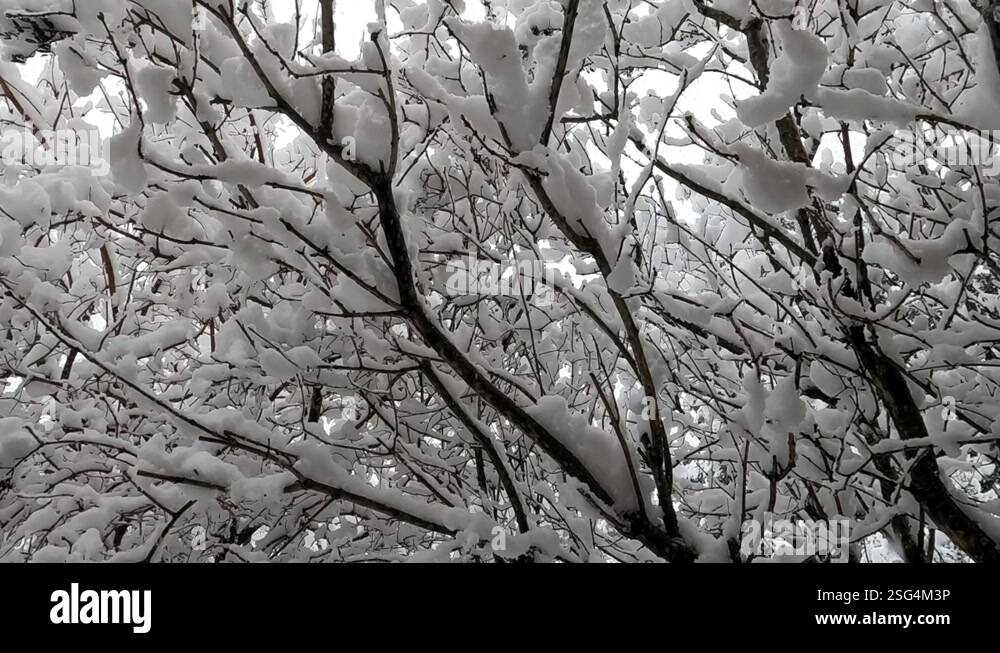 Closeup footage of tree branches covered in a thick layer of snow in a ...