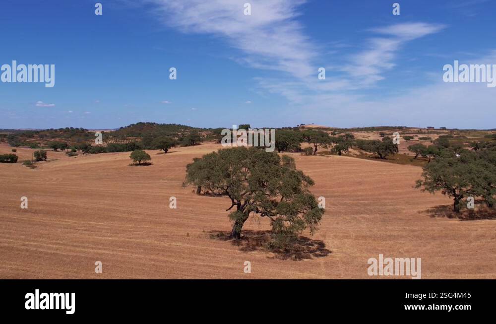 Fly Over Cork Oak Trees Field At Summer In Alentejo Plains In Portugal ...