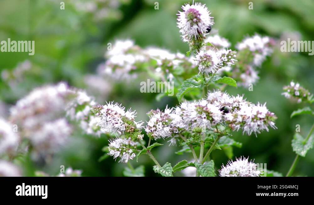 Flies crawling round the flowers of garden mint in a cottage garden ...