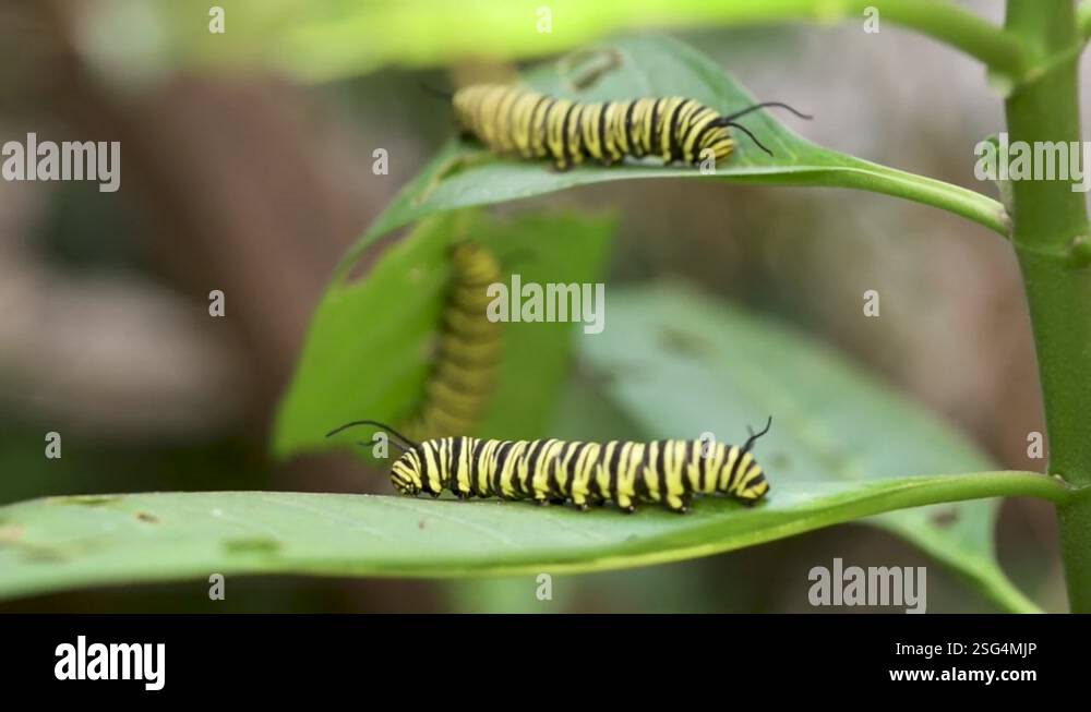 Tropical milkweed plant with southern monarch butterfly caterpillars ...