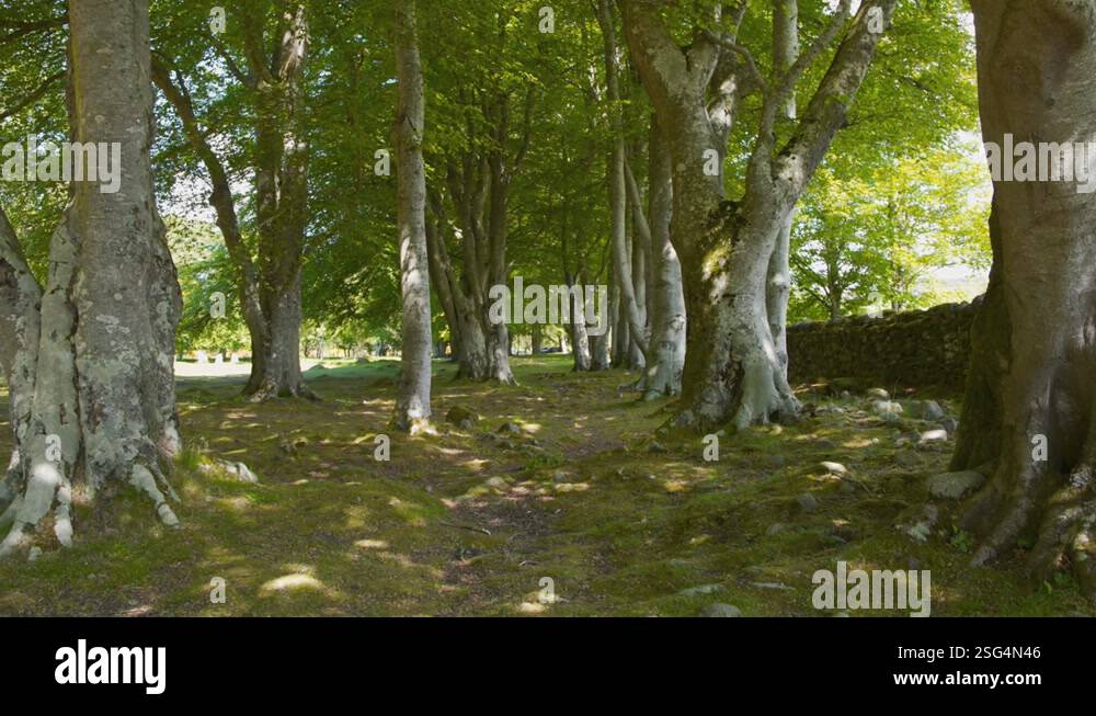 Sacred celtic forest grove, Balnuaran of Clava burial ground, Scotland ...