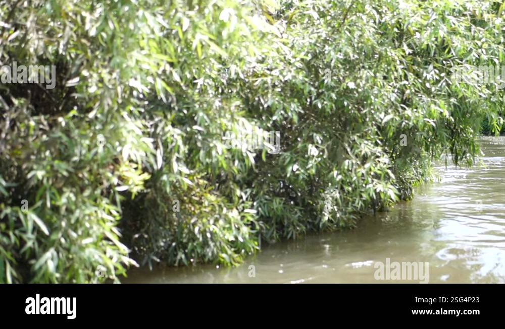 Travelling on the wild mysterious river Stock Video Footage - Alamy