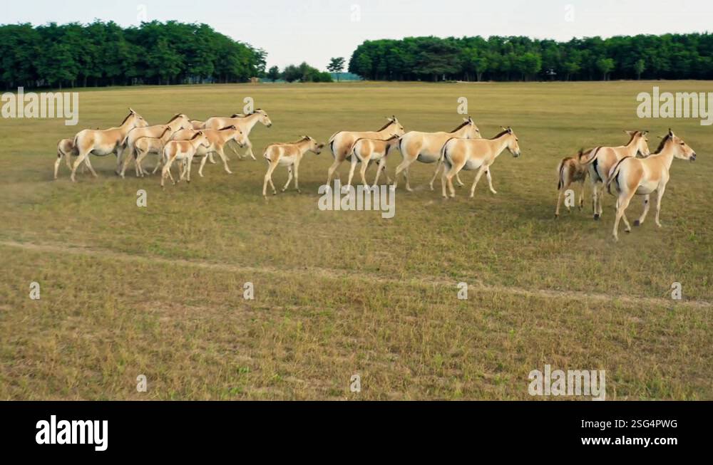 Deer wild animal horse nature wildlife green roe crowd run Stock Video ...