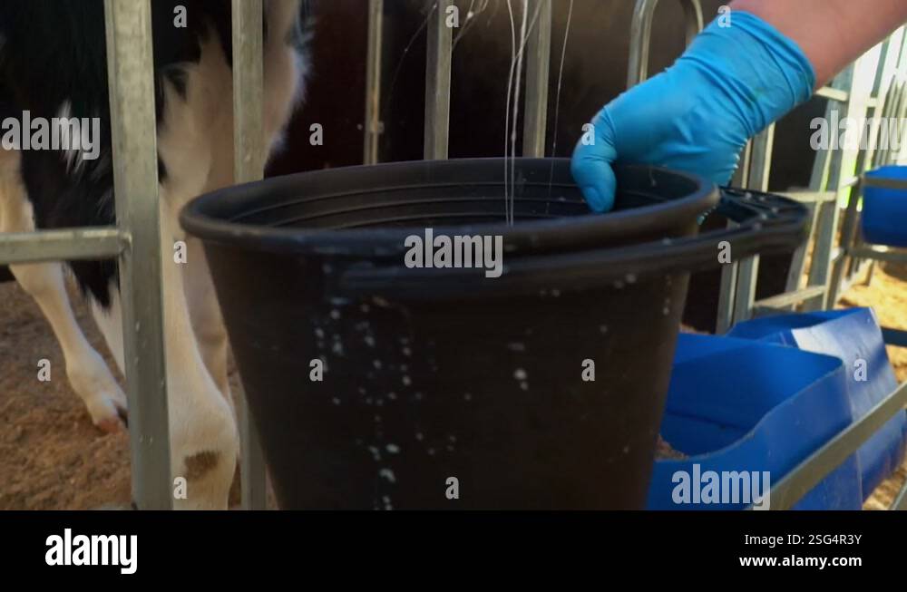 A Close-up of a young domestic cow kept in a Cage Drinking Milk out of ...