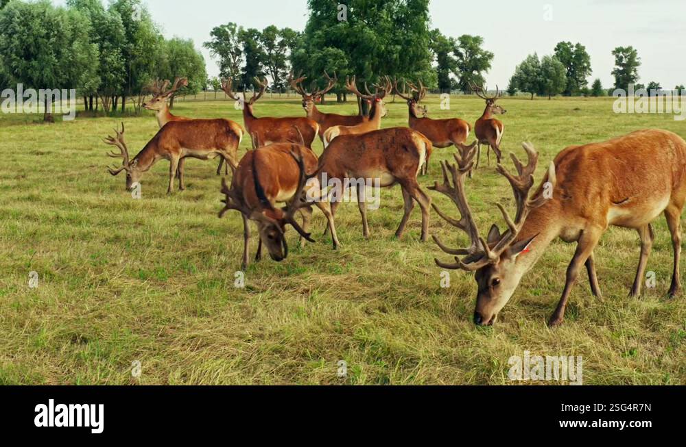 Deer wild animal horse nature wildlife green roe crowd run Stock Video ...