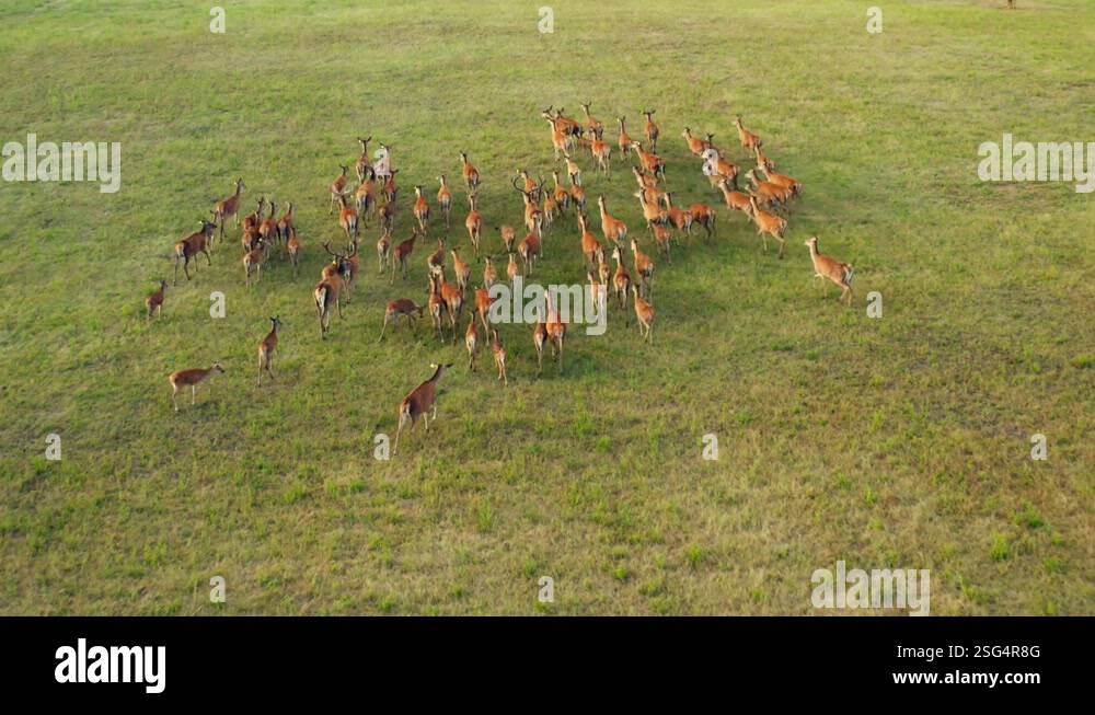 Deer wild animal horse nature wildlife green roe crowd run Stock Video ...