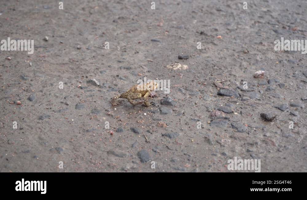 Brown frog crawl to water on stony grassy ground in search of food ...