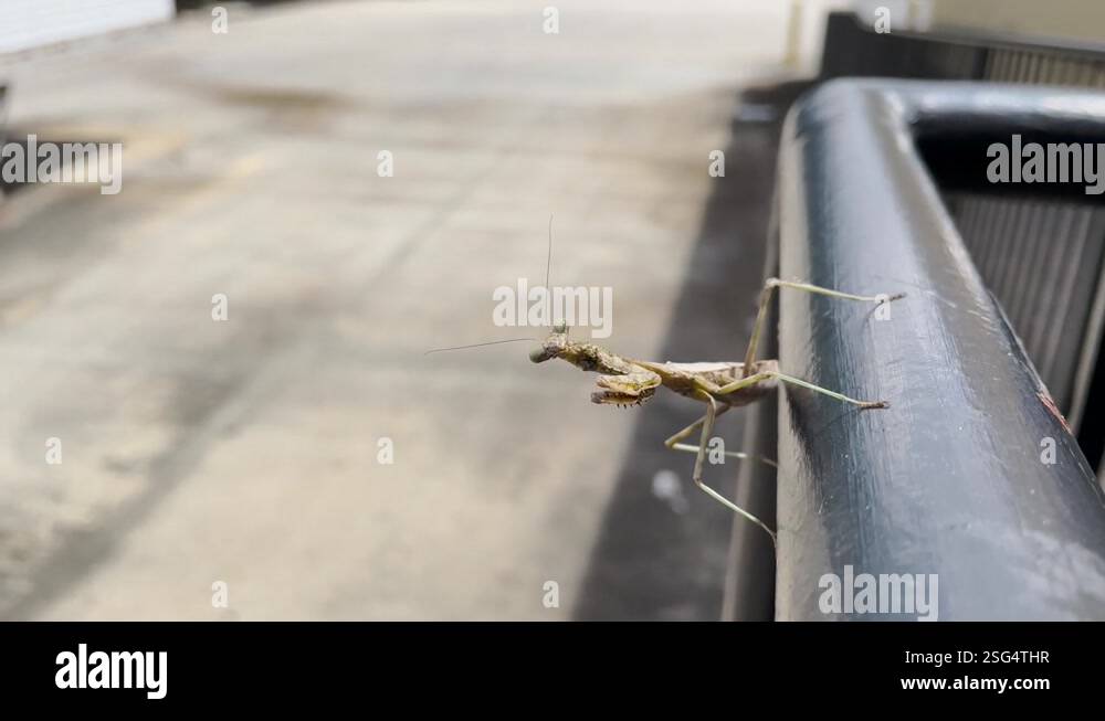 Large praying Mantis on a black rail front view looking around Stock ...