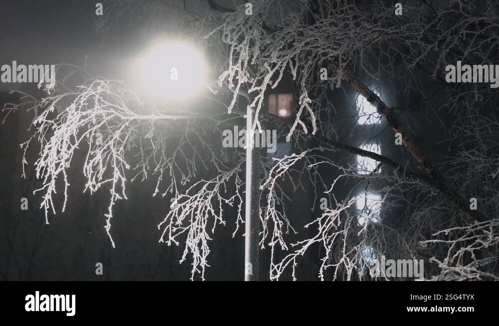 Snow-covered tree branches sway in the wind in the light of lanterns ...