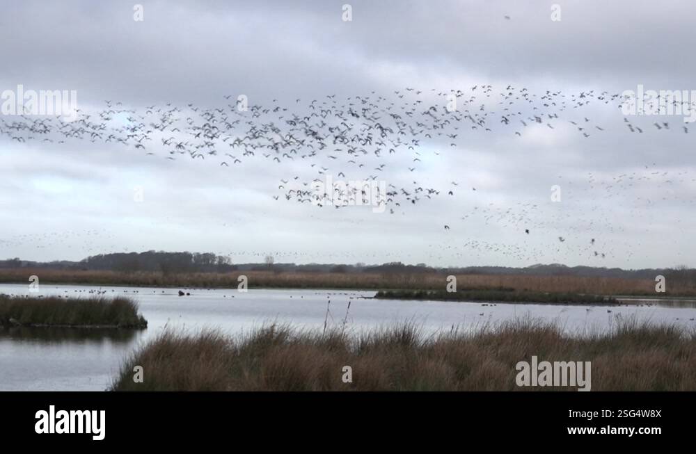 Wading birds flying in flocks in winter low to water UK 4K Stock Video ...