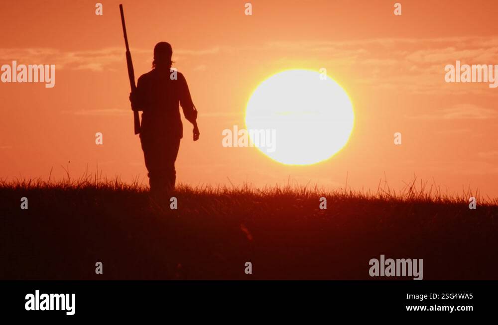 Silhouette of hunter with shotgun walking across field at sunset back ...
