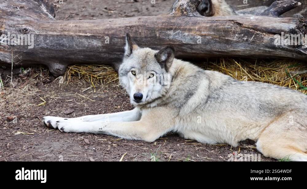 A grey wolf resting during a hot summer day. A large canine native to ...