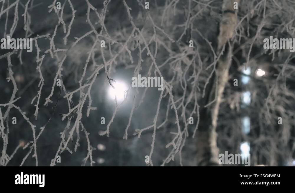 Snow-covered tree branches sway in the wind in the light of lanterns ...