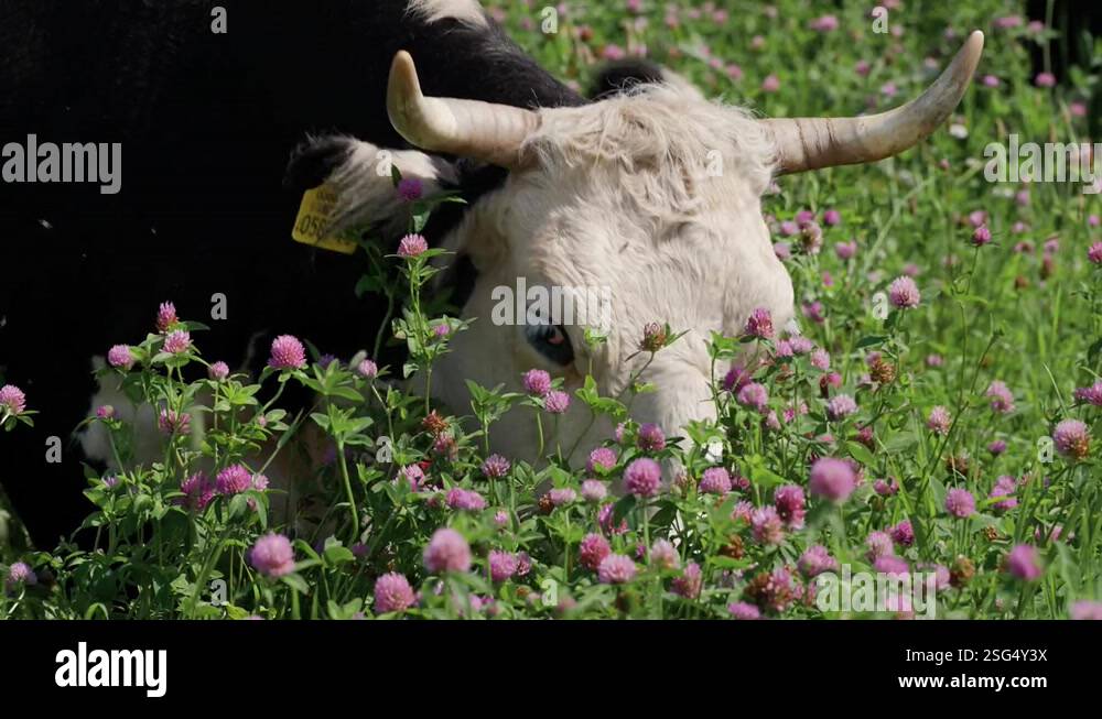 Farm in countryside, black cows and calves grazing in clover field ...