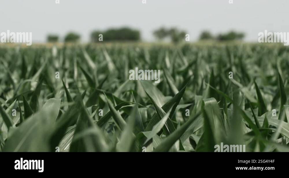 Corn field on farm land blowing in the wind - wheat field, corn, wind ...