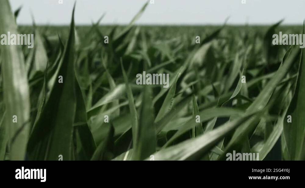 corn field on farm land blowing in the wind - wheat field, corn, wind ...