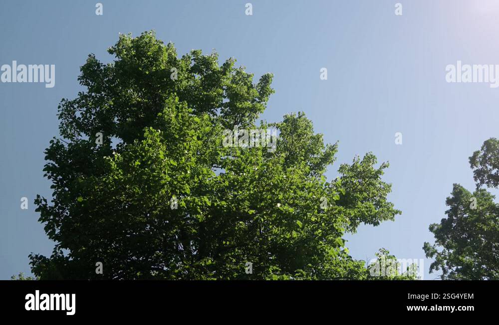 looking up at an oak tree with the leaves blowing in the wind Stock ...