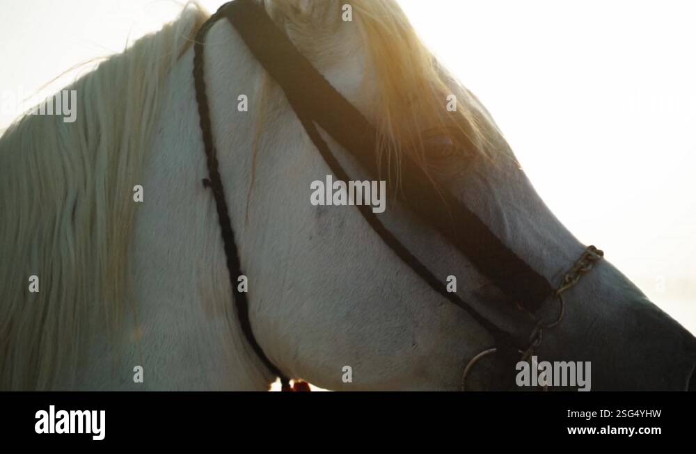 Arabian horse eyes in golden hour in Qatar desert Stock Video Footage ...
