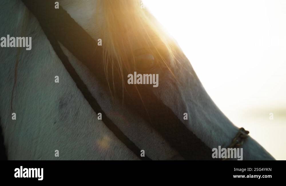 Arabian horse eyes in golden hour in Qatar desert Stock Video Footage ...