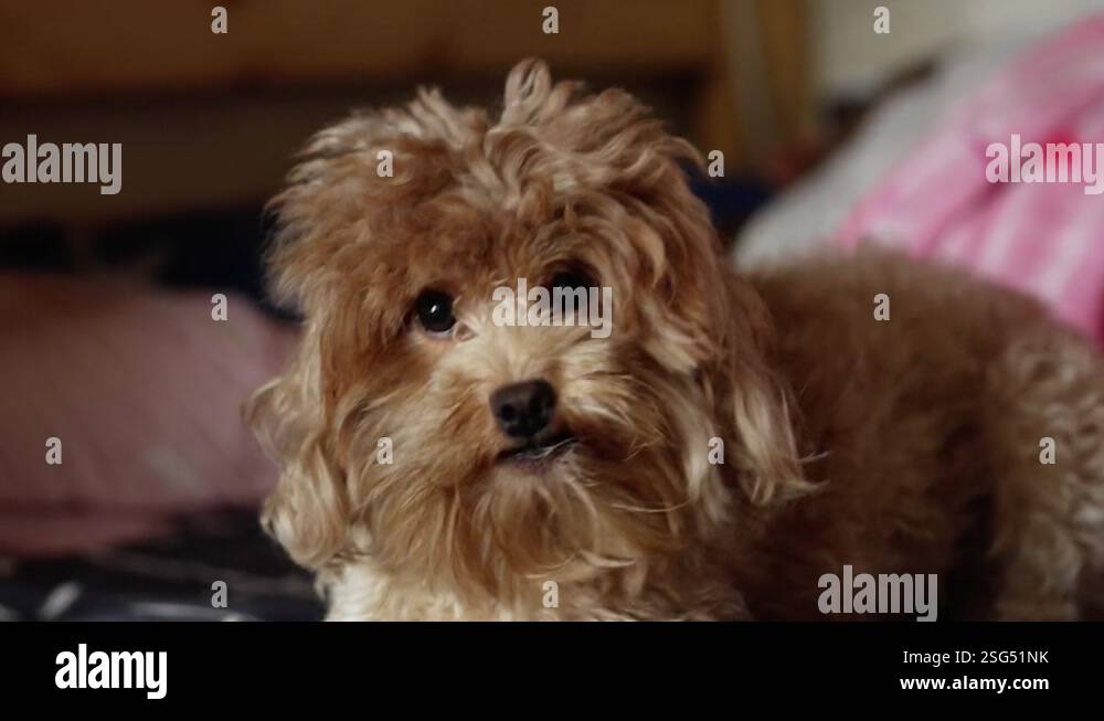 Cute little cockapoo puppy shot in 4k. pet dog concept. portrait of a ...