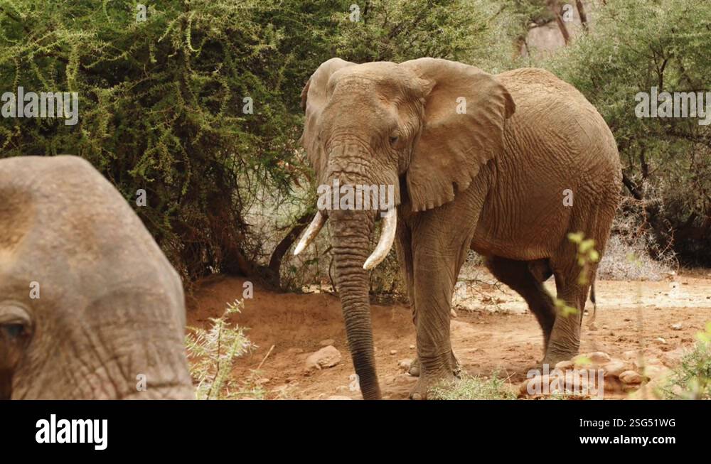 Kenya plants Stock Videos & Footage - HD and 4K Video Clips - Alamy