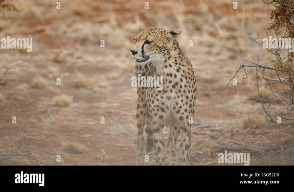 Cheetah Looking Away While Standing On Forest Landscape In Wildlife ...